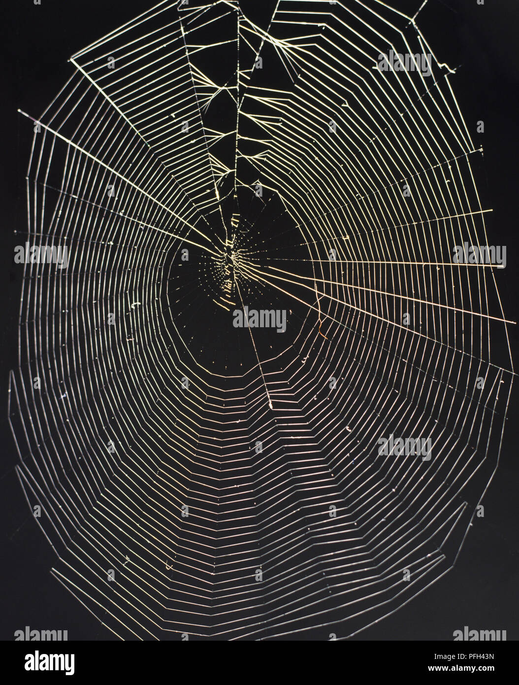 Spiders spinning webs hi-res stock photography and images - Alamy