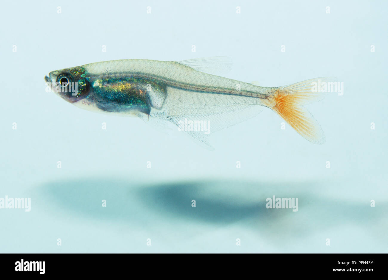 Glass Bloodtail (Prionobrama filigera), semi-transparent fish, side ...