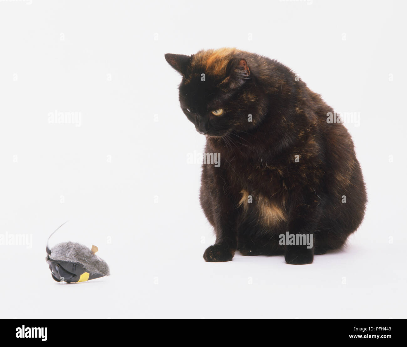 A sitting British Tortoiseshell Shorthair Cat (Felis catus) looking at ...