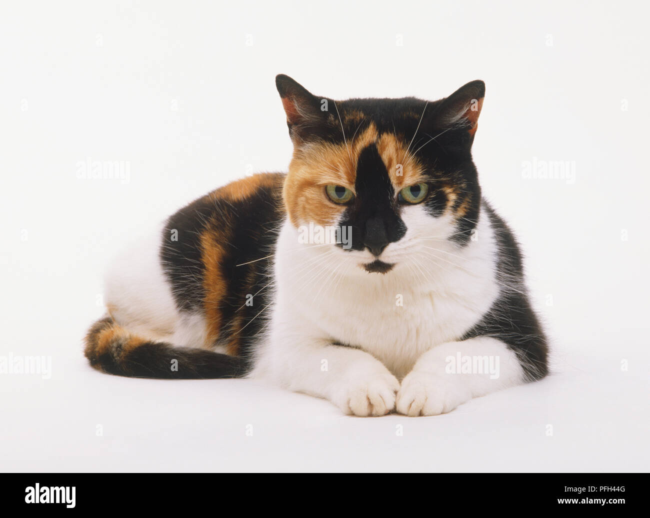 Tortoiseshell and white Cat (Felis catus) lying down, paws out front ...