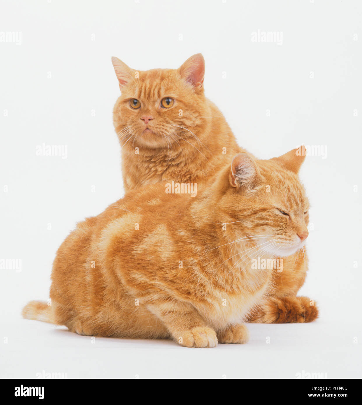 Orange Persian Cat Mix South Carolina Persian And Manx