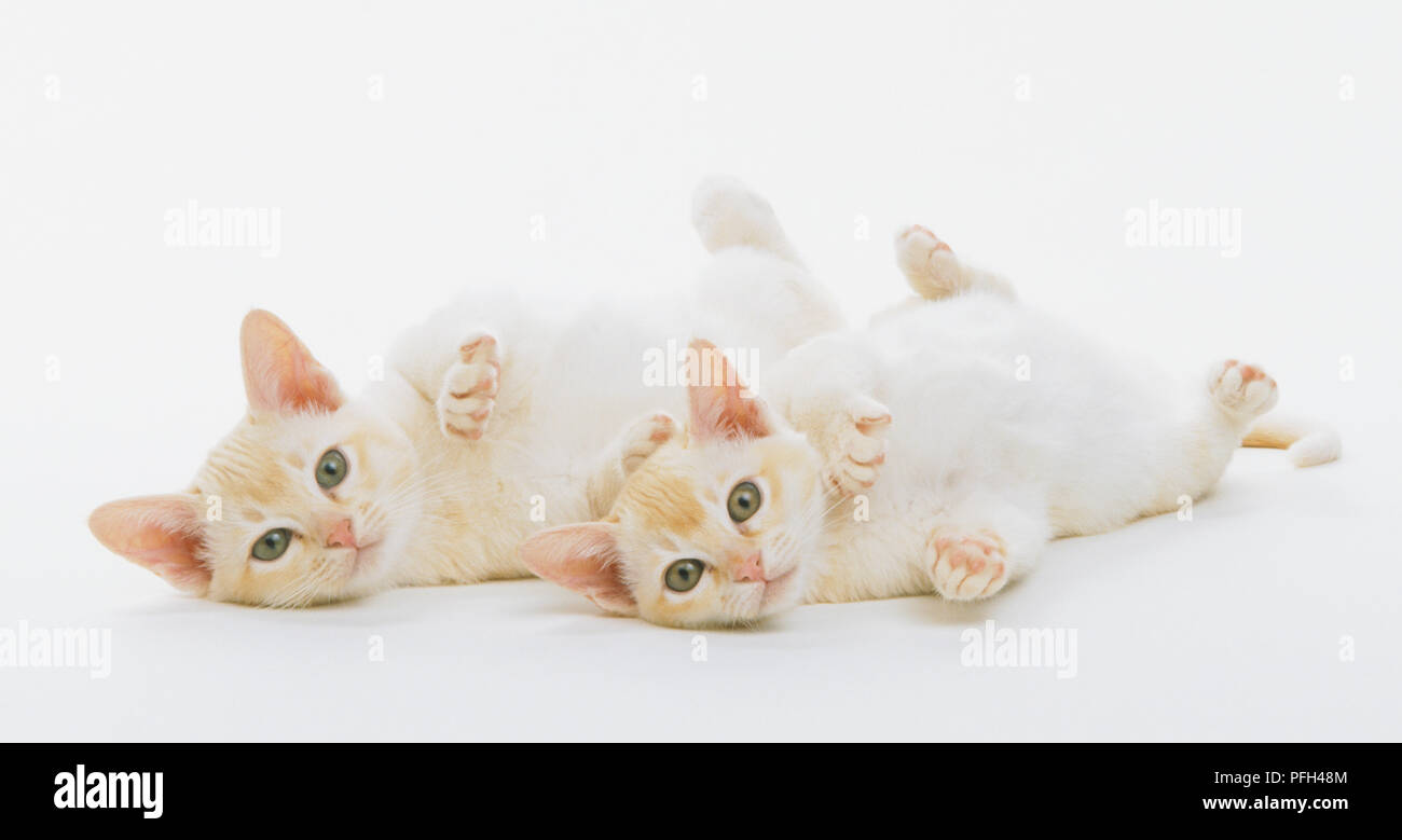Two cream-coloured Burmese cats lying down Stock Photo - Alamy
