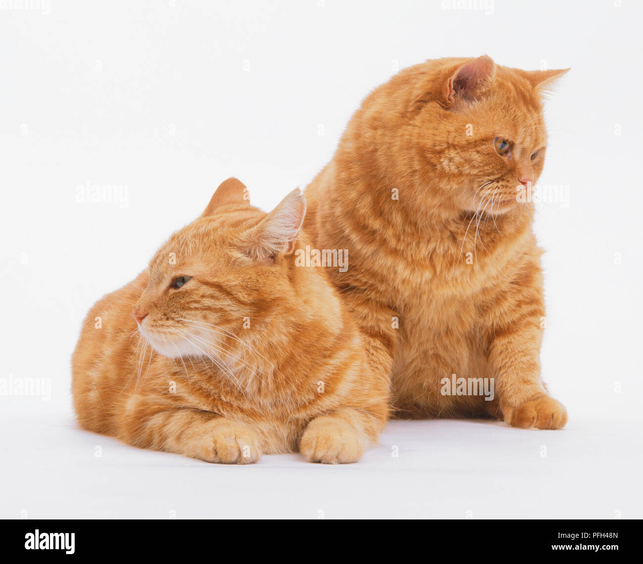Two ginger Persian mix Cats (Felis catus), one lying down and the other ...