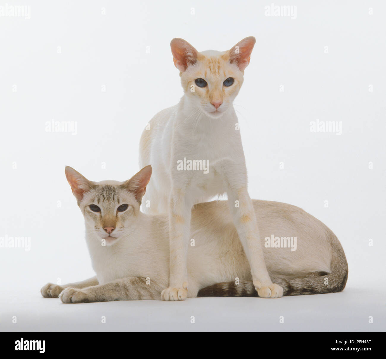 Two Siamese Cats (Felis catus) one lying down and the other standing ...