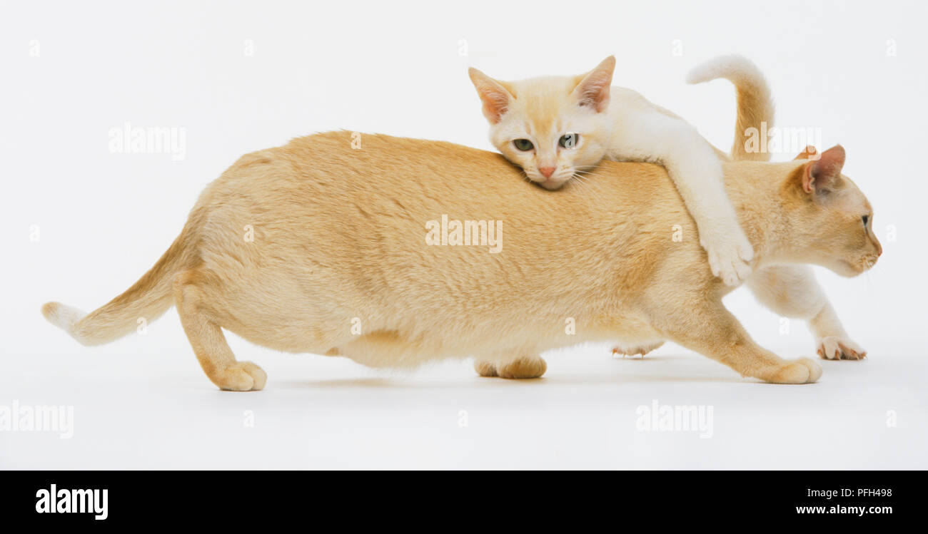 Cream Burmese cat, with kitten crawling over it Stock Photo - Alamy