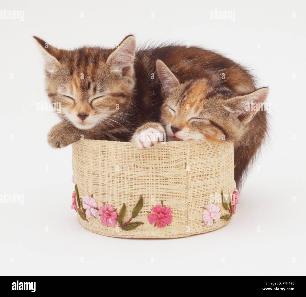 Two tortoiseshell kittens in a small basket, eyes closed, front view ...