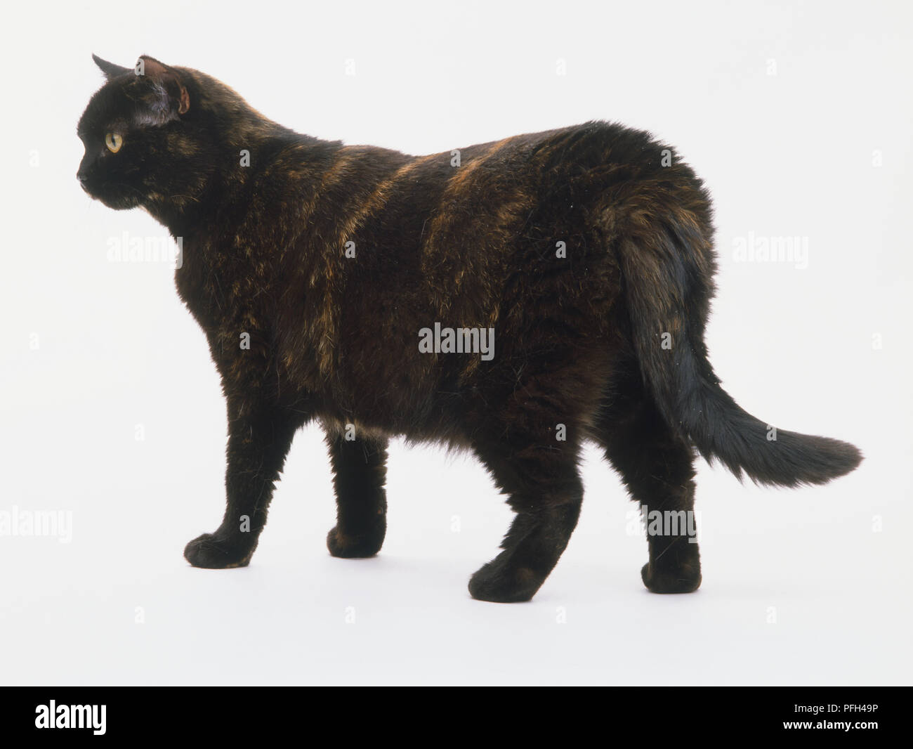 British tortoiseshell shorthair cat, standing Stock Photo - Alamy