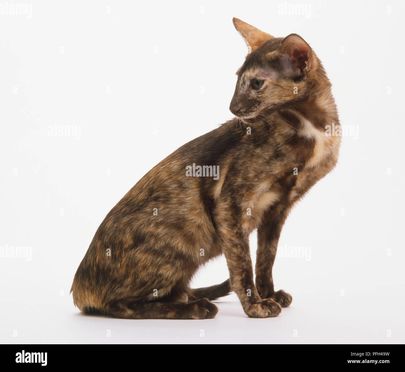 A sitting tortoiseshell Oriental Shorthair Cat (Felis catus), looking ... A sitting tortoiseshell Oriental Shorthair Cat (Felis catus), looking ...