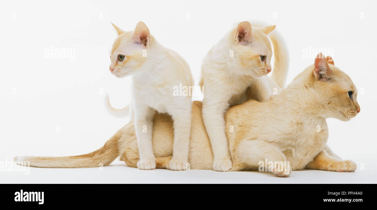 Cream Burmese cat and kittens crawling over each other Stock Photo - Alamy