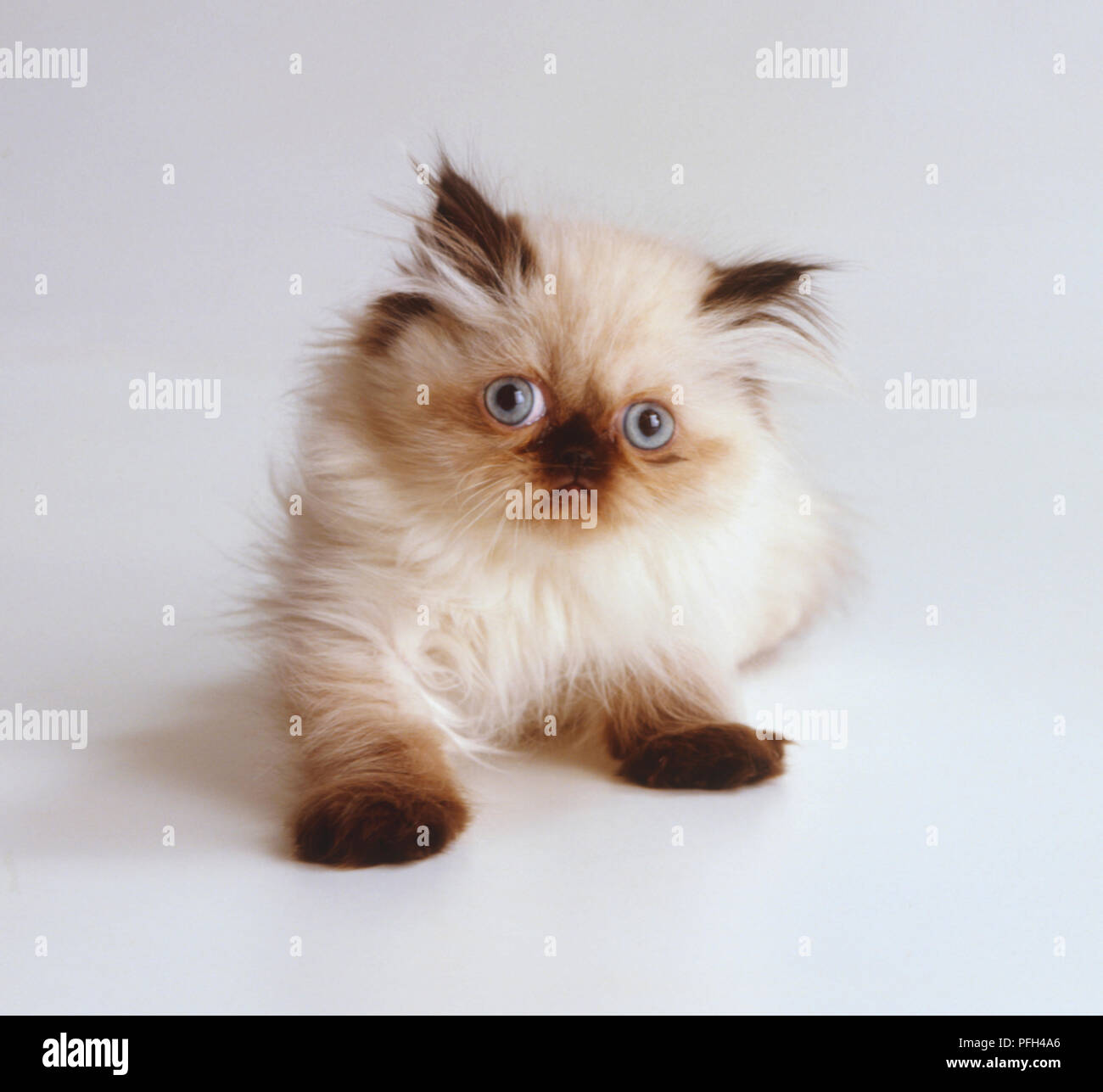 Chocolate Point Himalayan