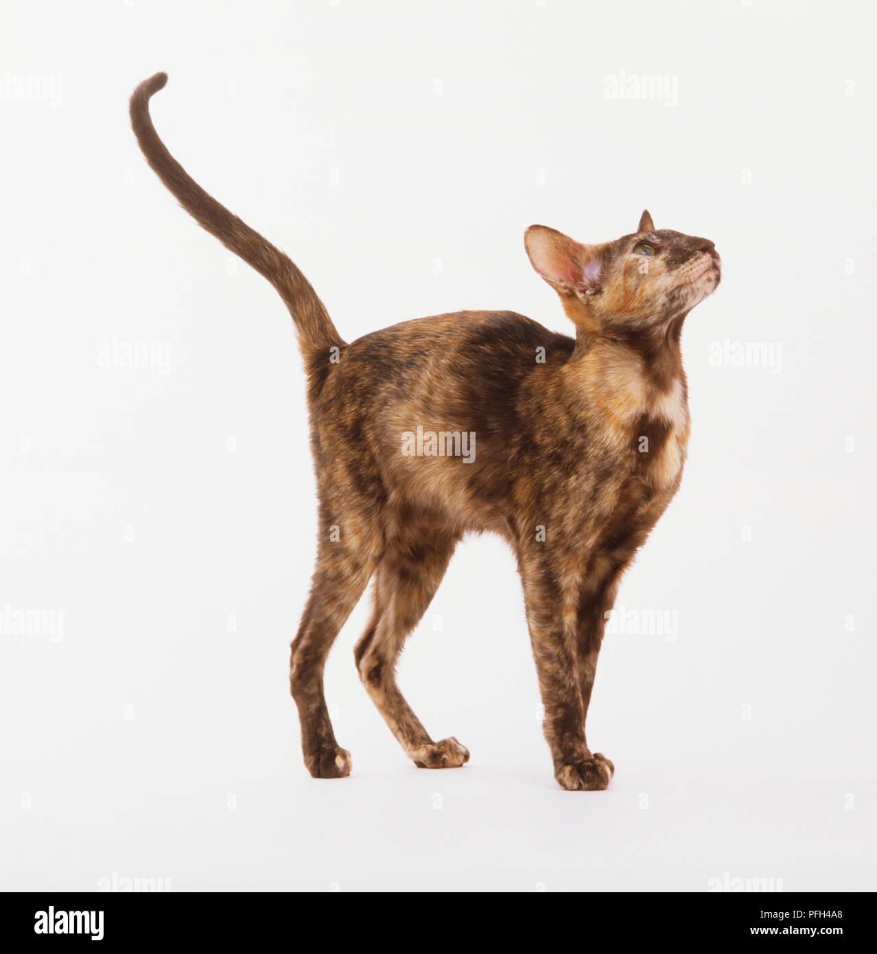 Tortoiseshell Oriental Shorthair Cat (Felis catus) looking up, side ...