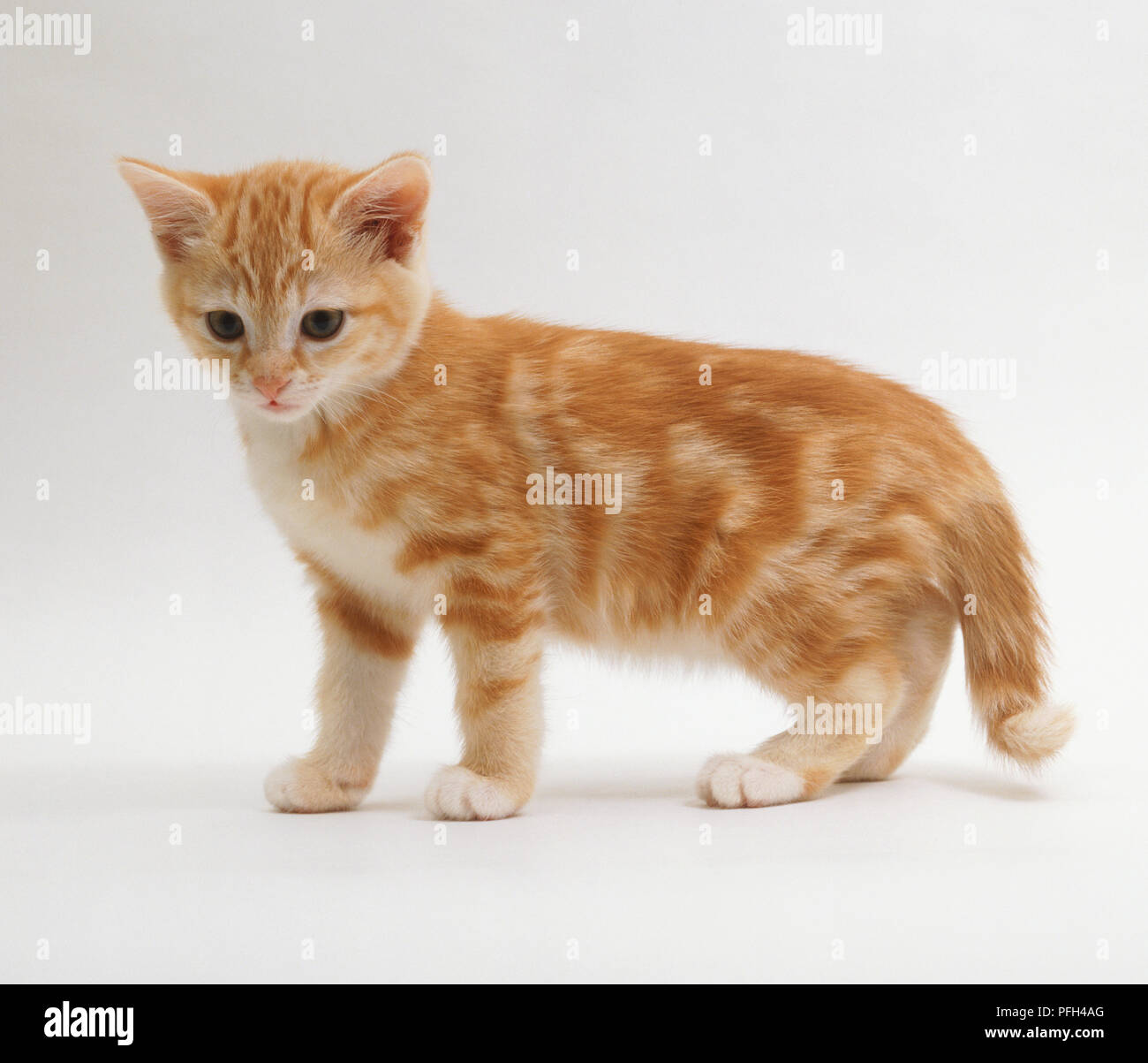 Ginger tabby kitten (Felis catus) looking down, side view Stock Photo ...
