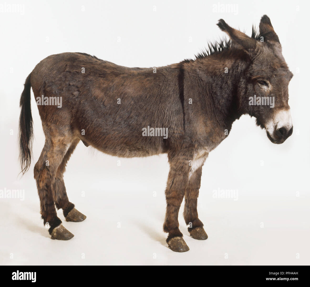 Donkey Side View High Resolution Stock Photography and Images - Alamy