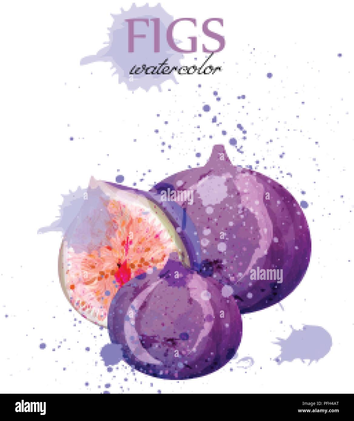 Fig fruits watercolor Vector. Delicious colorful isolated design Stock ...