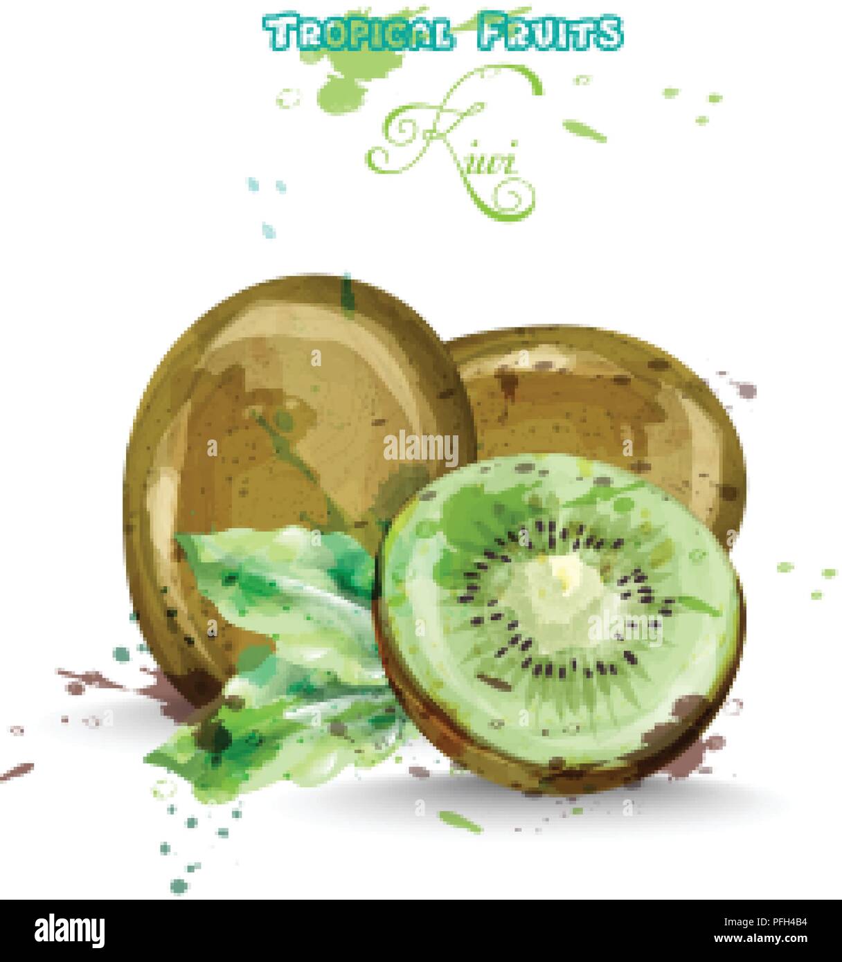 Kiwi fruits watercolor Vector. Delicious colorful isolated design Stock ...