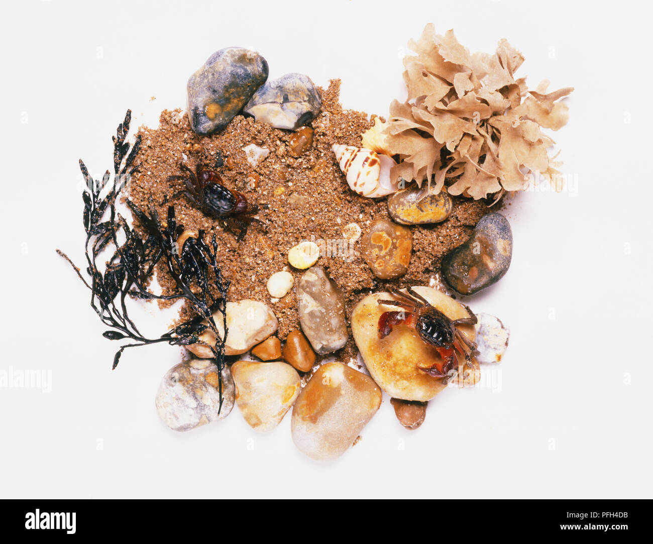 Seaweed, pebbles, crabs and sea shells on patch of grainy sand Stock ...