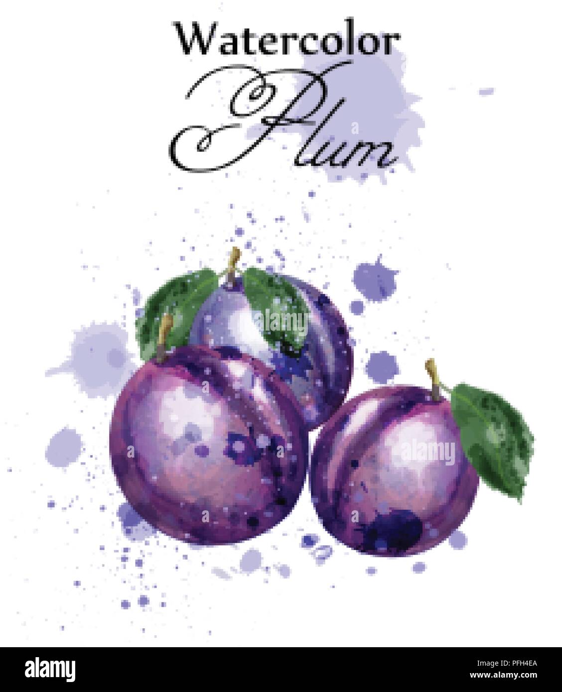 Plum watercolor fruits Vector. Sweet label template design Stock Vector ...
