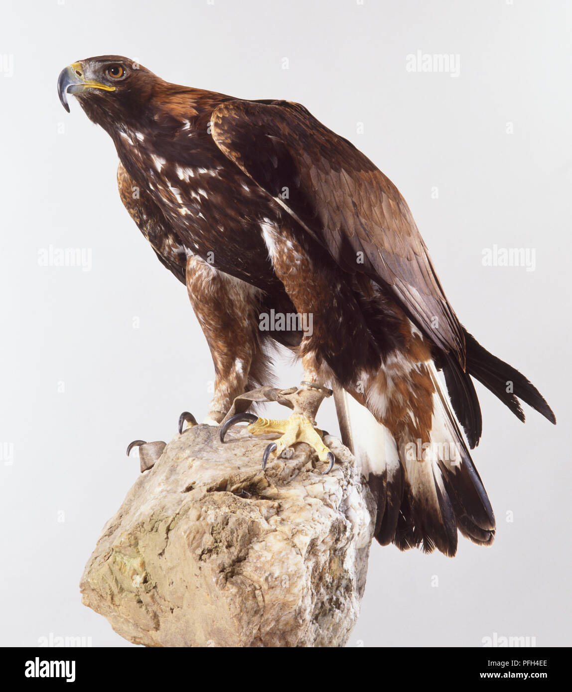 Golden Eagle (Aquila chrysaetos) on a rock, side view Stock Photo - Alamy
