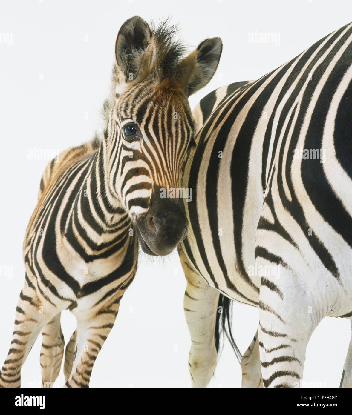 Zebra with white belly hi-res stock photography and images - Alamy