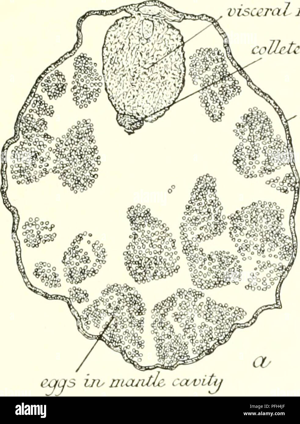 Body parts and regions hi-res stock photography and images - Alamy