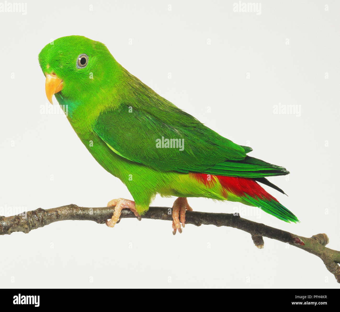 Vernal Hanging Parrot (Loriculus vernalis) perching sideways on a twig ...