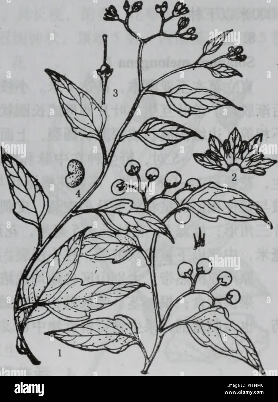 This image is from a botanical work that features illustrations of ...