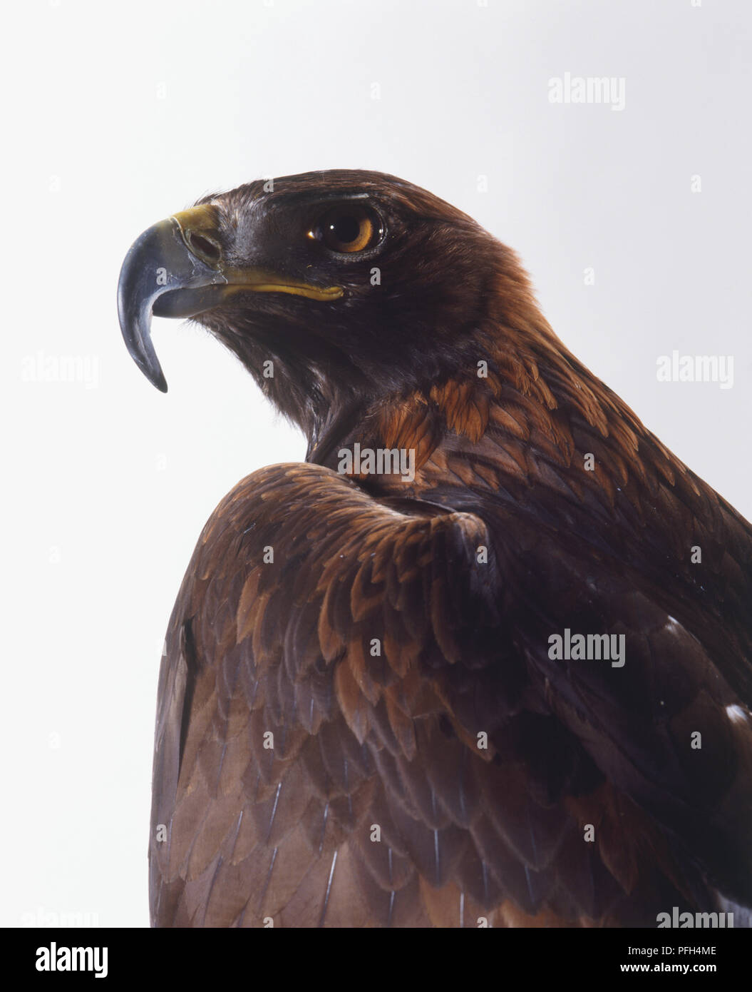 Golden eagle from behind hi-res stock photography and images - Alamy