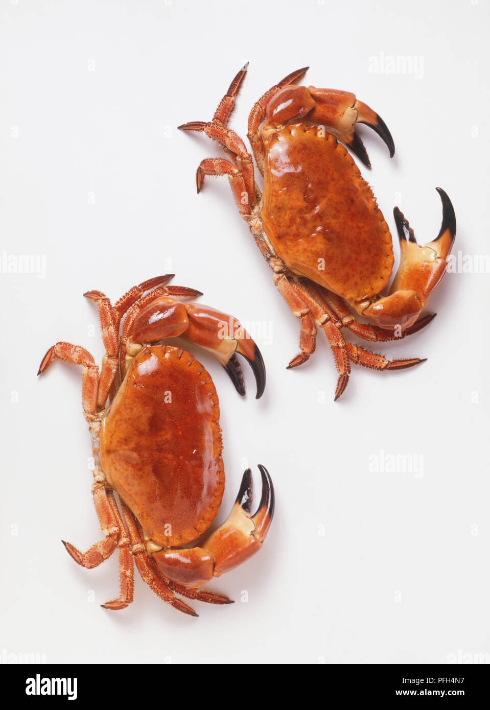 Two Edible Crabs (Cancer pagurus), view from above Stock Photo - Alamy
