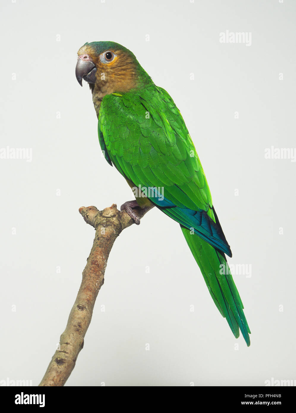 Aratinga Pertinax Pertinax High Resolution Stock Photography and Images ...
