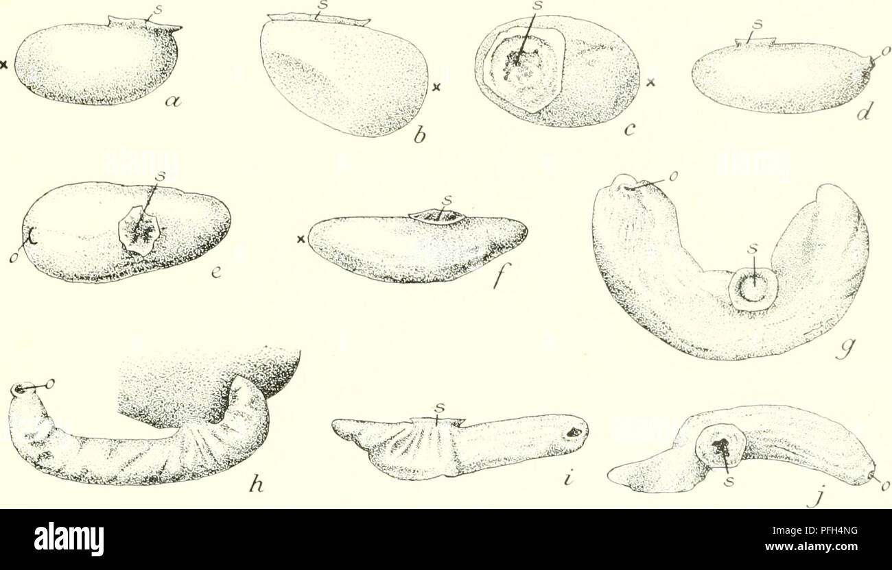 Mantle cavity hi-res stock photography and images - Alamy