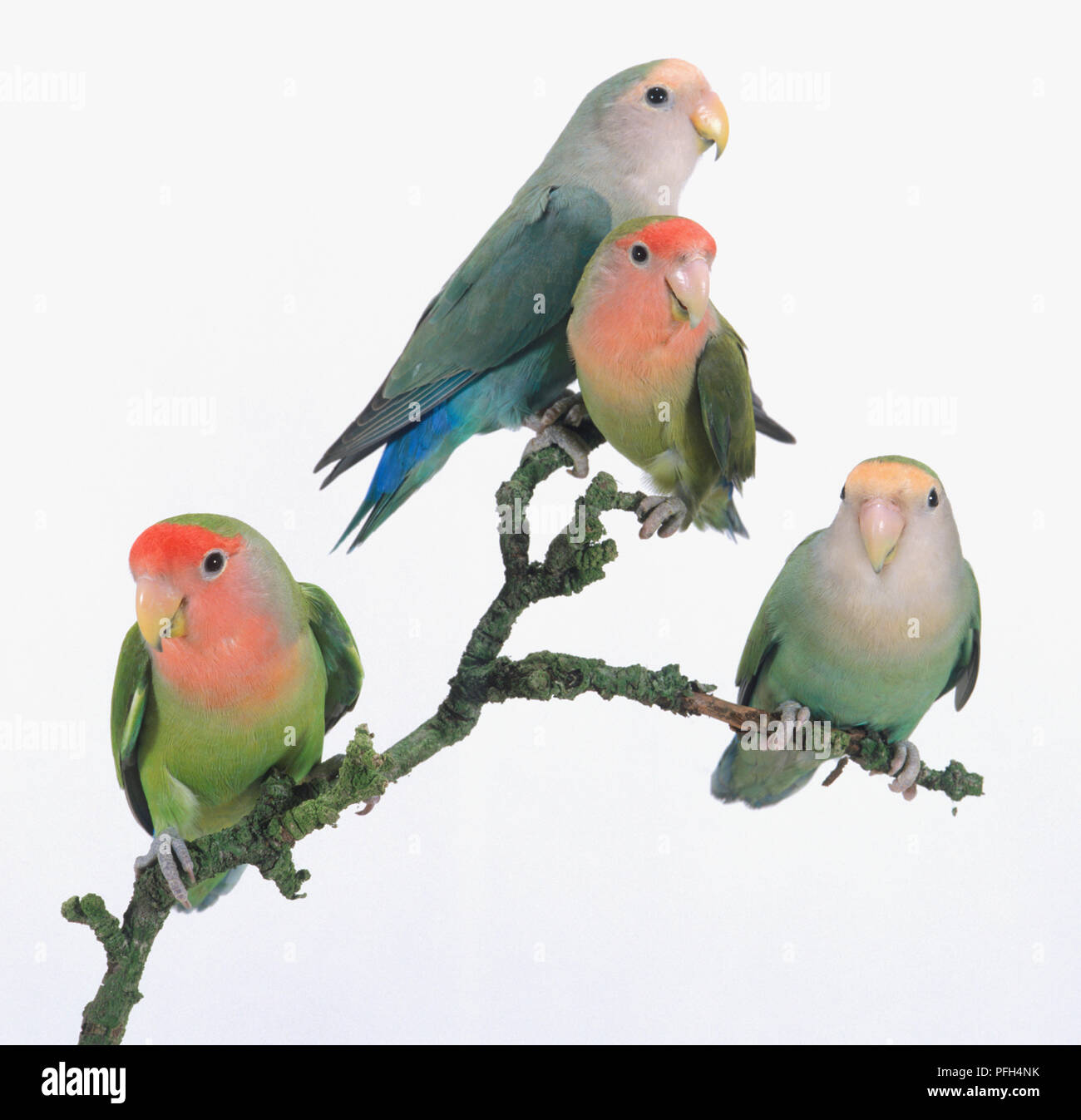 Lovebird agapornis sp hi-res stock photography and images - Alamy
