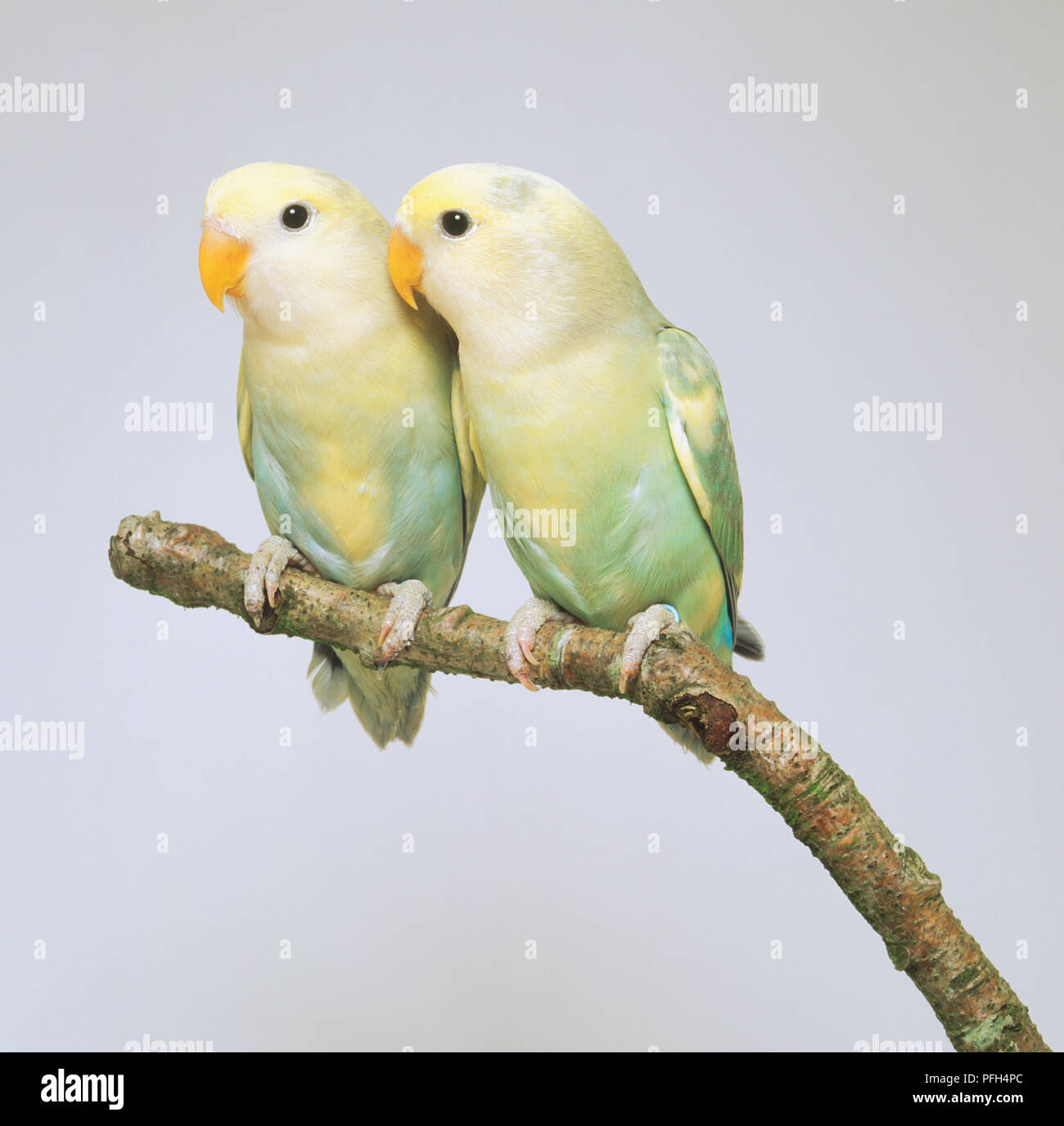 Pair of Lovebirds (Agapornis sp.) perching side by side on a twig ...
