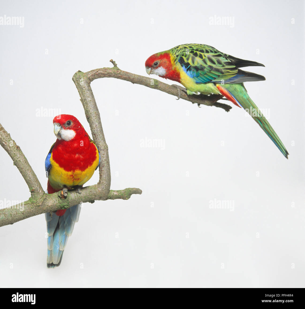 Golden-mantled Rosella male and Eastern Rosella female (Platycerus sp ...