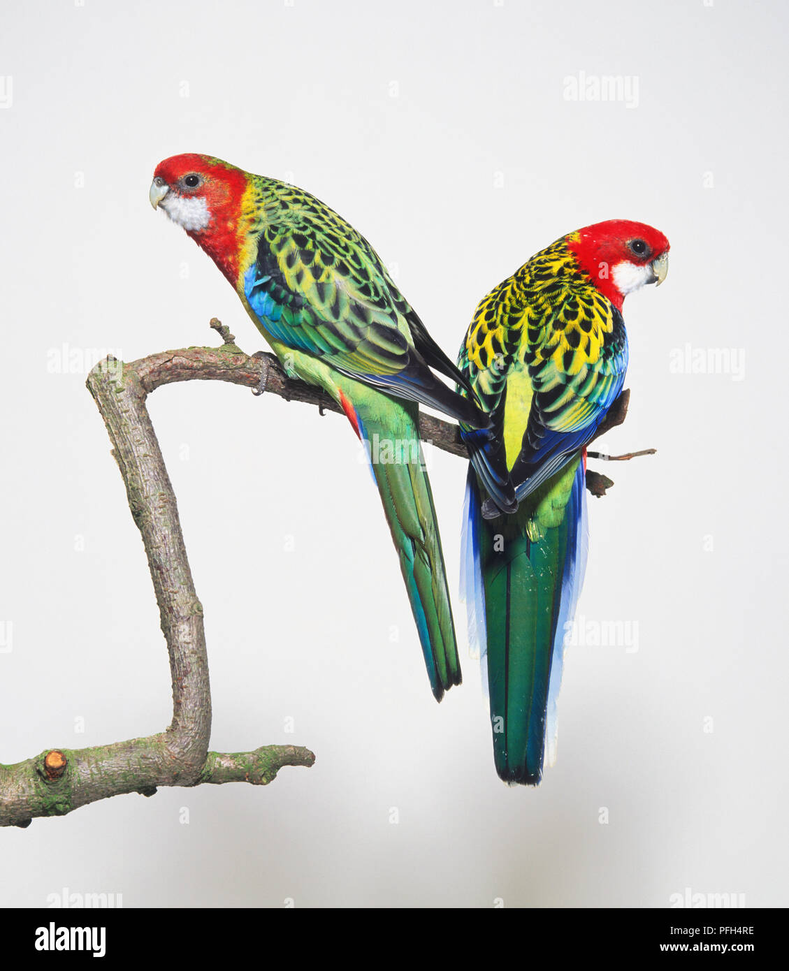 Eastern Rosella Pair