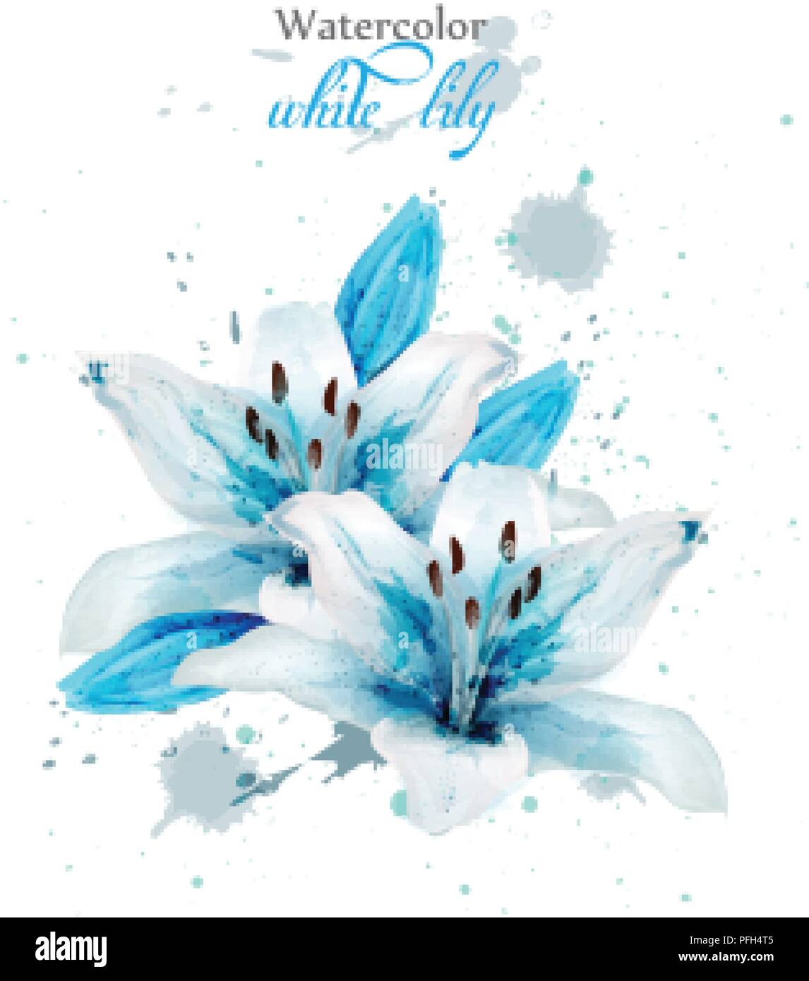 Beautiful blue lily flower Vector. Delicate floral decor. Paint splash ...
