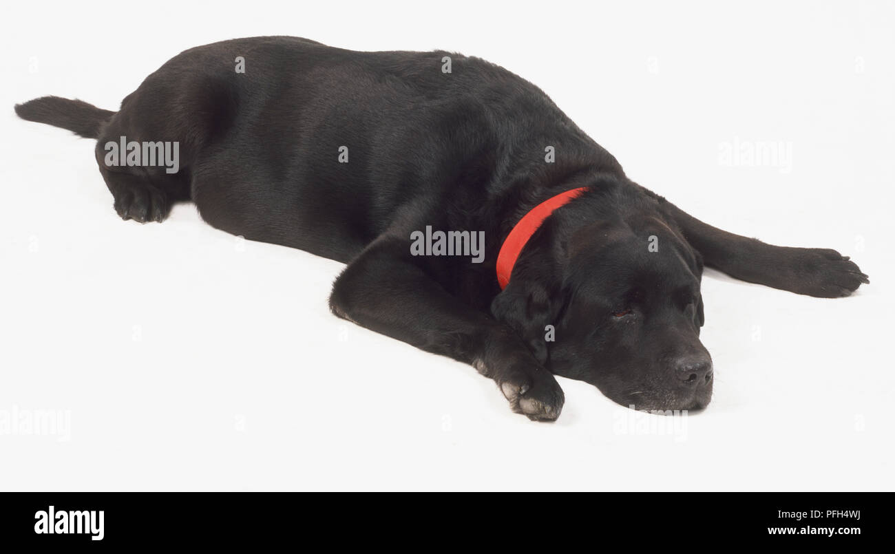 Black Labrador Retriever dog (Canis familiaris) stretched out on the ...