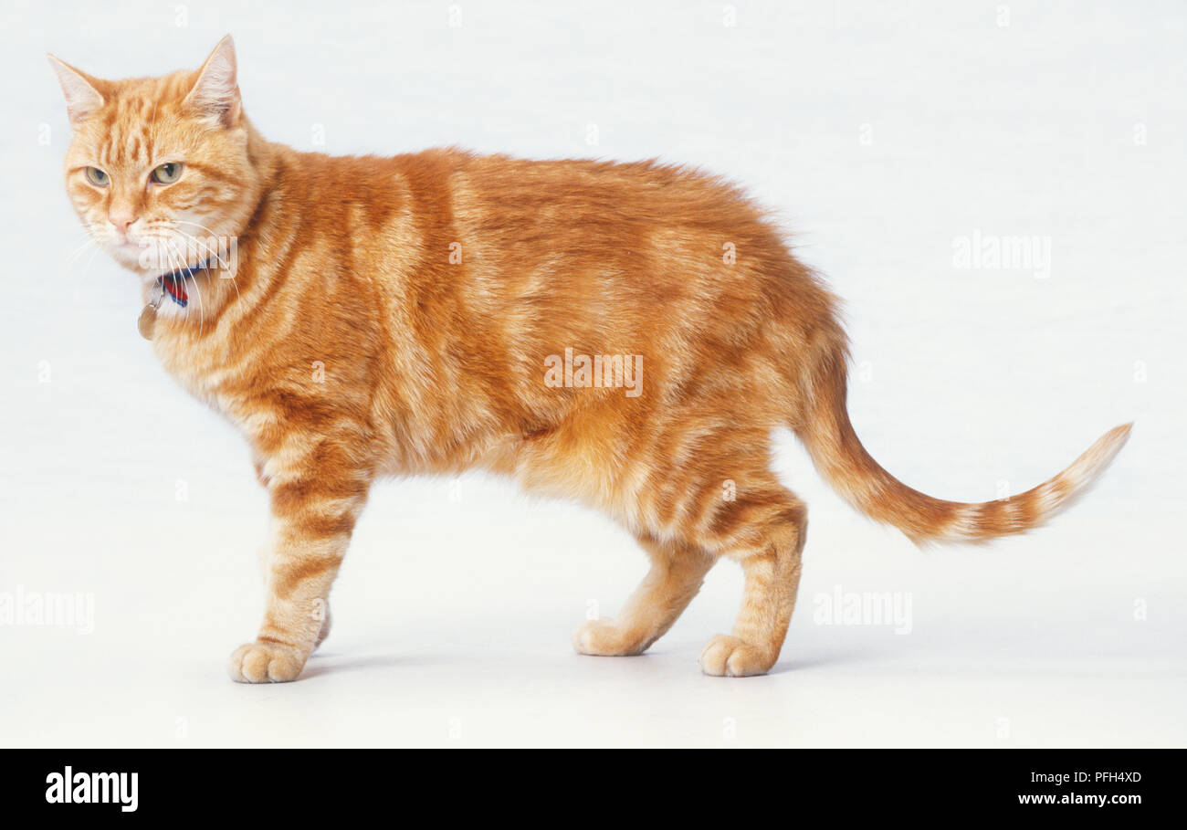 Cat Side View Standing Cat Side View Standing