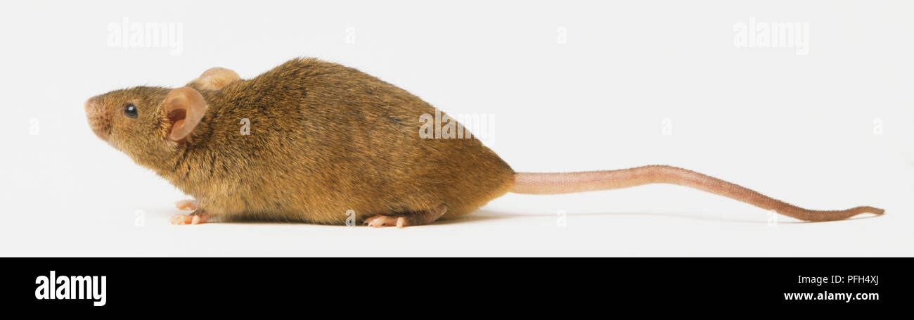 Brown rat (Rattus norvegicus), side view Stock Photo - Alamy