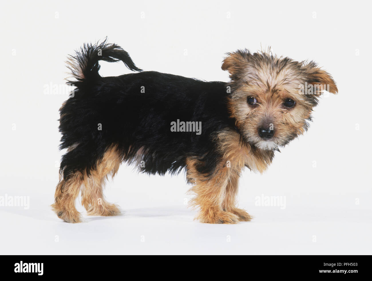 Yorkshire Terrier puppy (Canis familiaris), standing, side view Stock ...