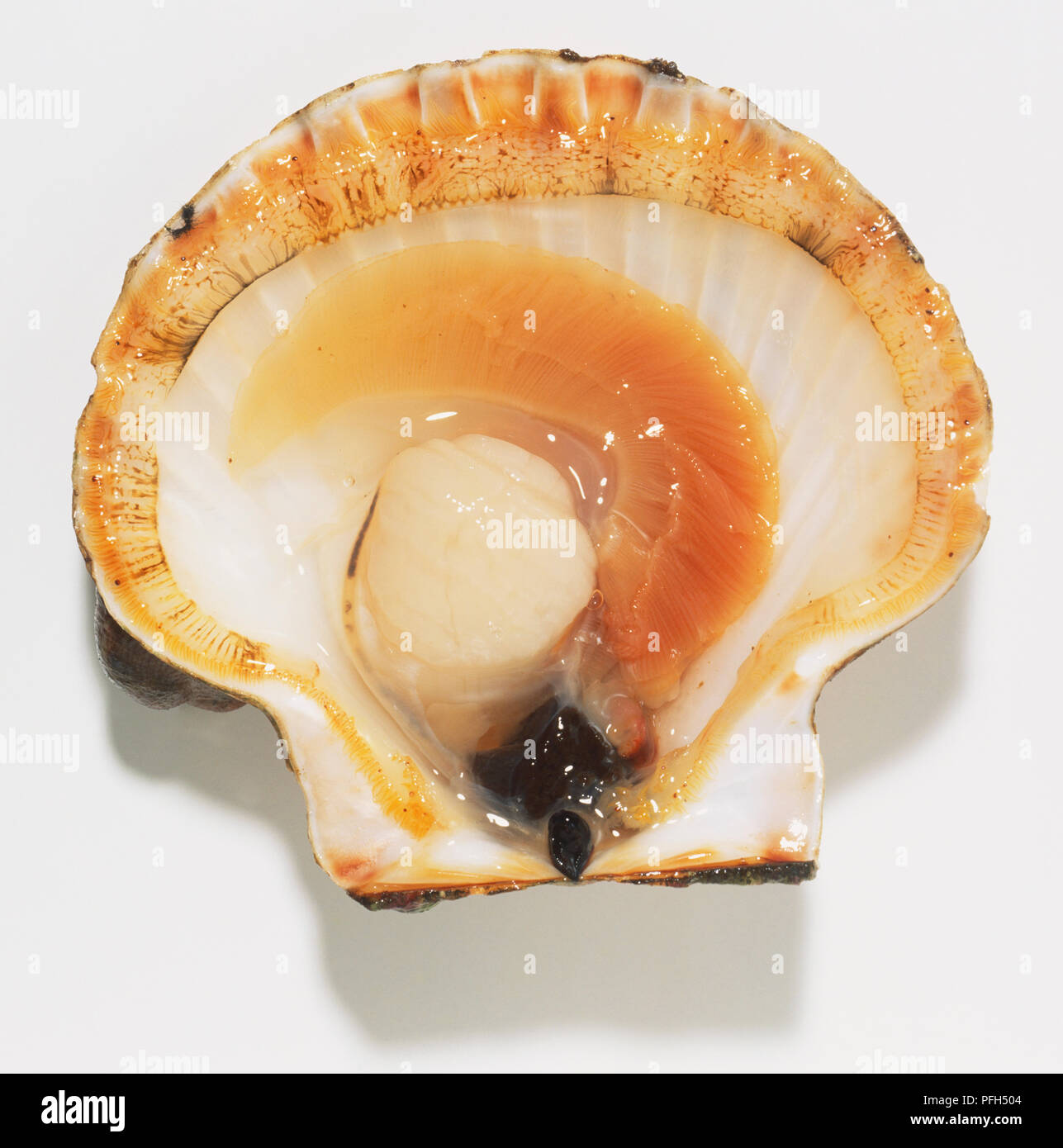 Open Scallop shell showing flesh Stock Photo - Alamy