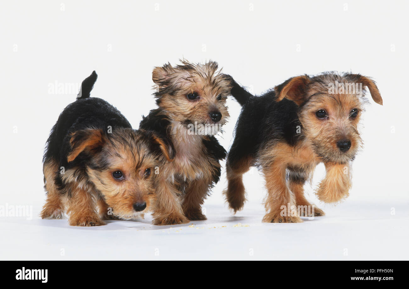 Three Yorkshire Terrier puppies (Canis familiaris) walking, front view ...