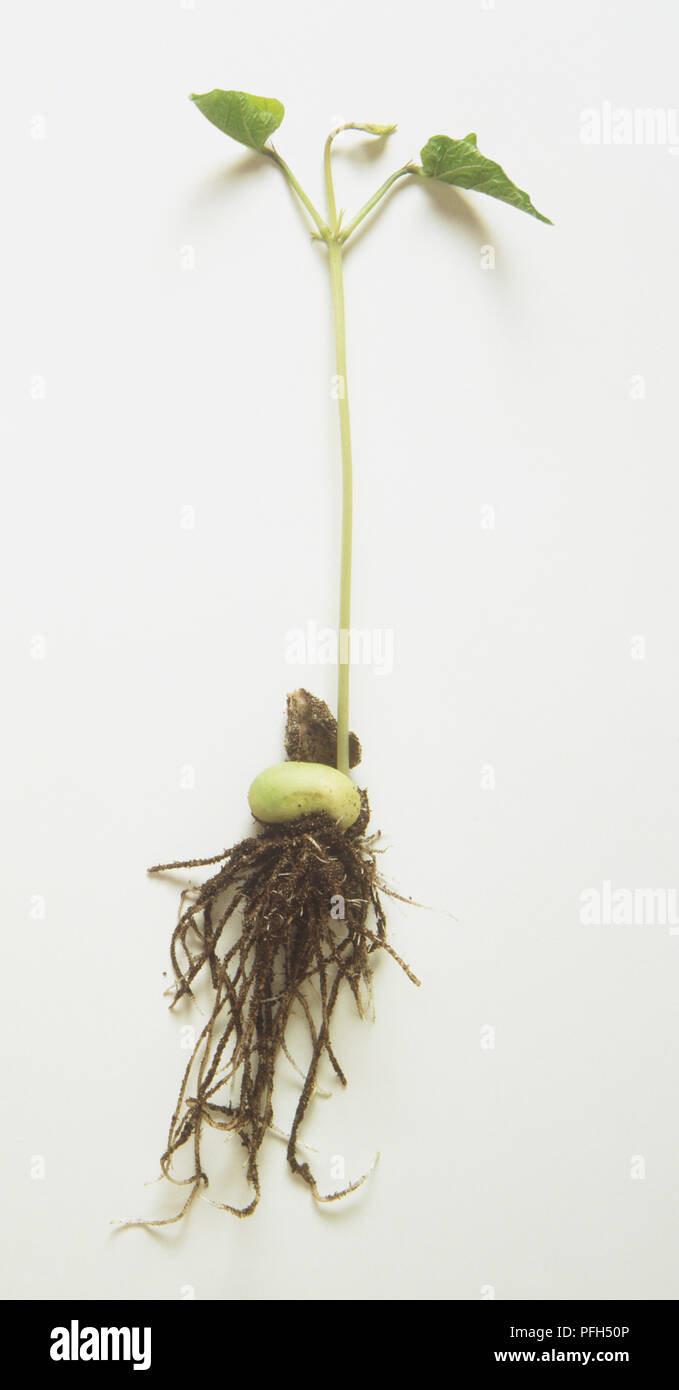 Phaseolus coccineus, Runner Bean seedling Stock Photo - Alamy