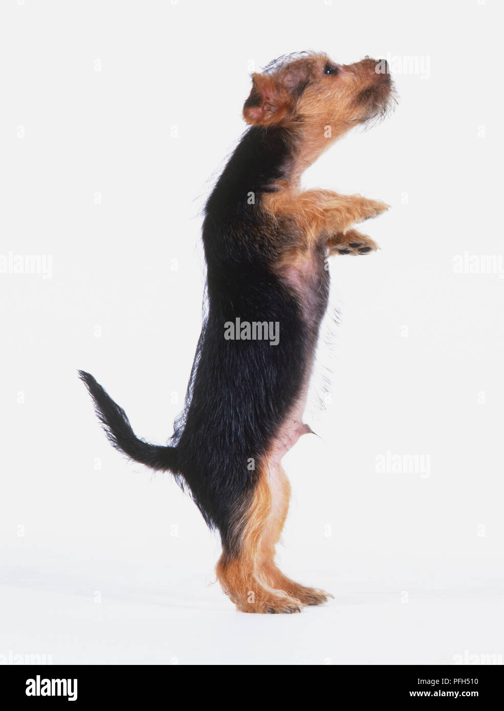Yorkshire Terrier (Canis familiaris), standing on its hind legs, side ...