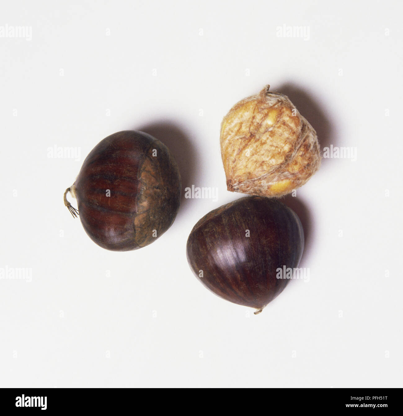 Castanea sp., Chestnuts, one of them shelled Stock Photo - Alamy
