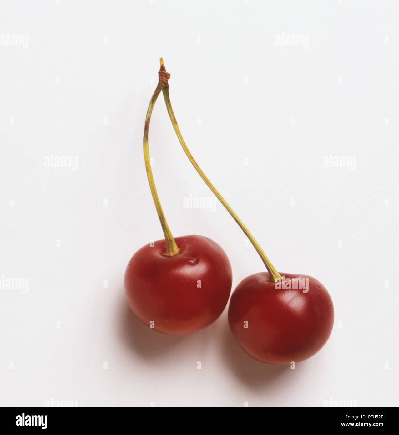 Cerasus sp hi-res stock photography and images - Alamy