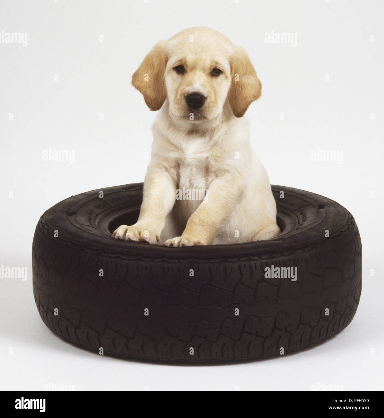 Light brown Labrador Retriever puppy (Canis familiaris) sitting up in a ...