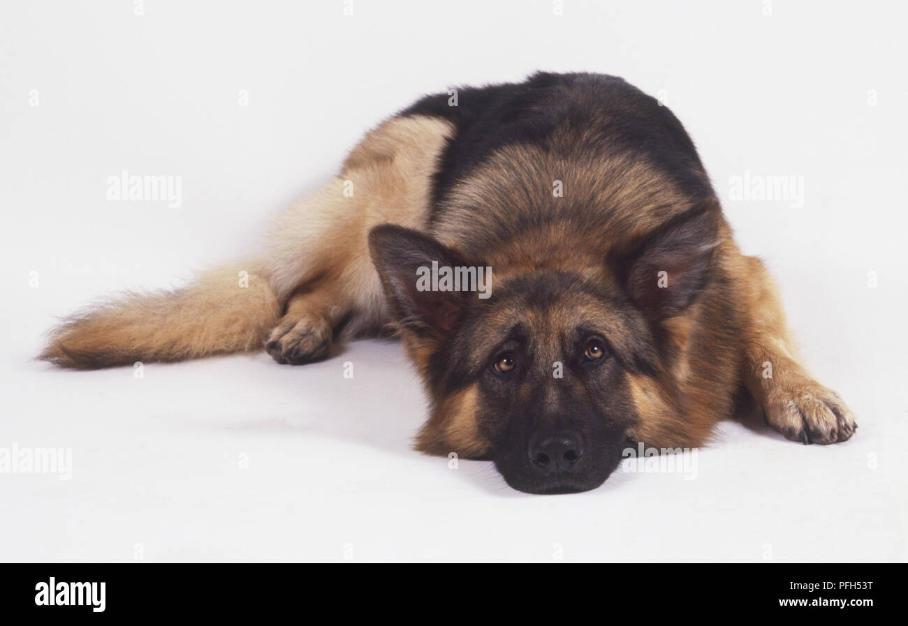 German Shepherd dog (Canis familiaris) lying down, head on floor, front ...