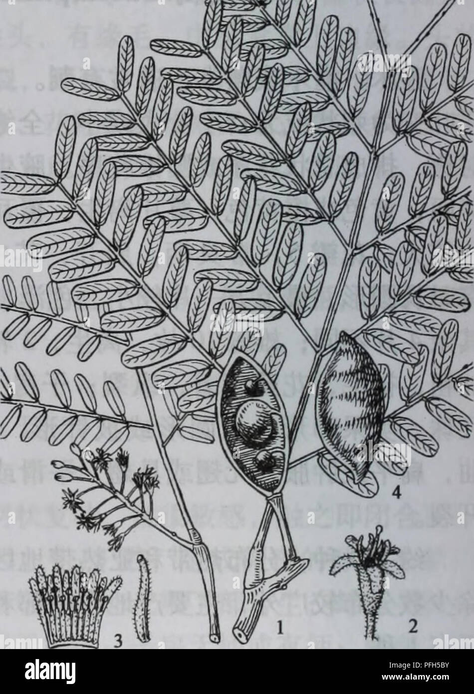 This work focuses on botany, describing various plants from specific ...