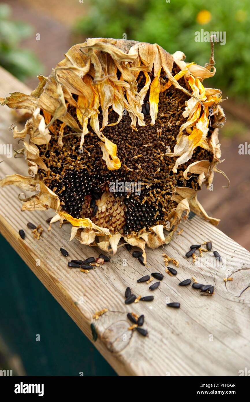 Withered sunflower head and seeds, close-up Stock Photo - Alamy