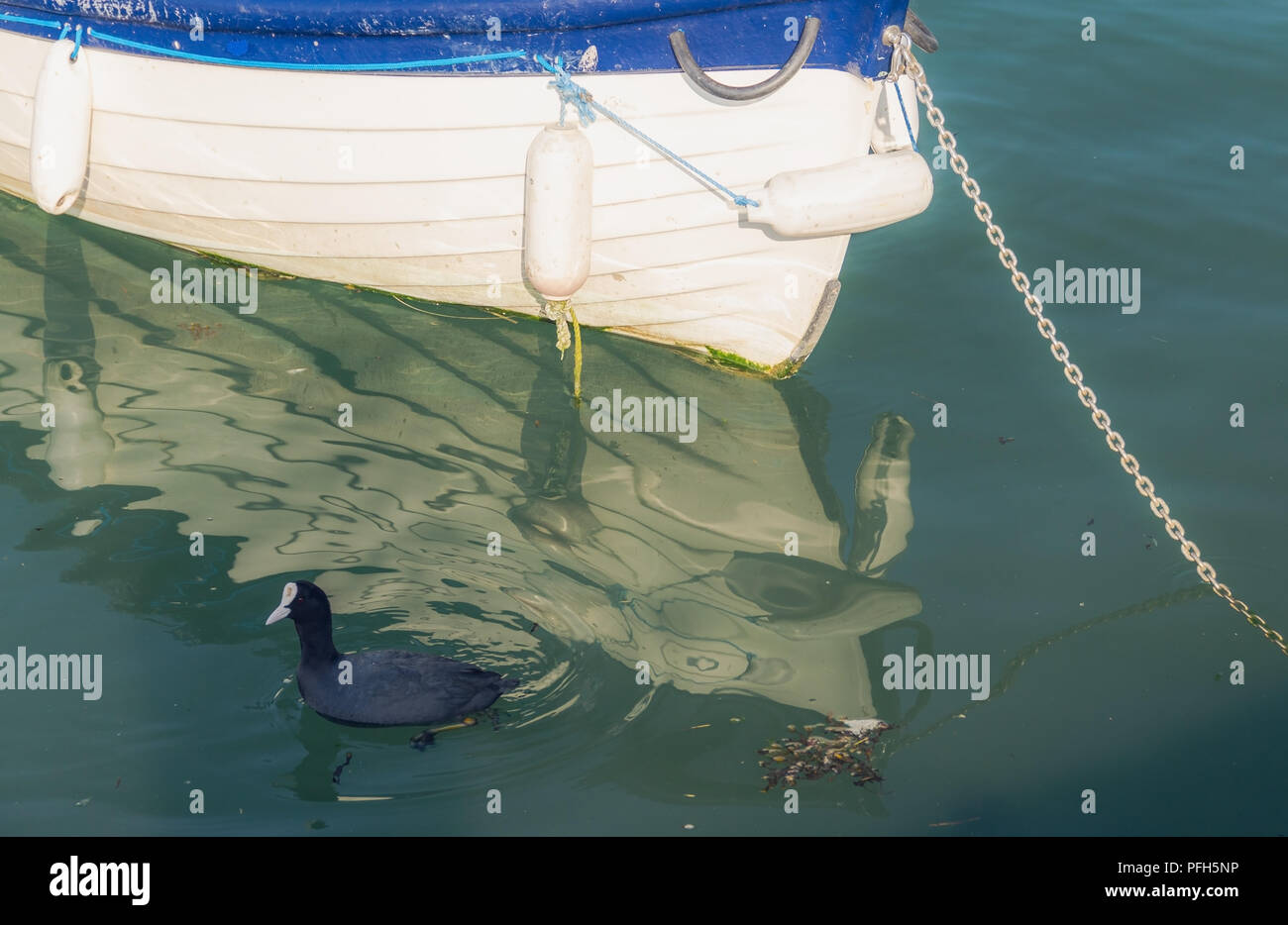 Boat and Bird Stock Photo - Alamy